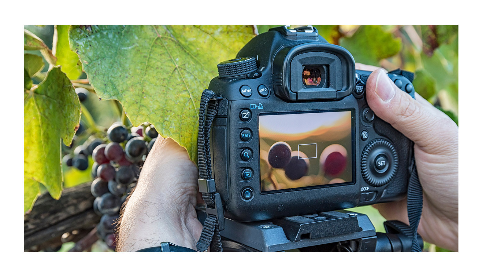 Macro photography essential accessories